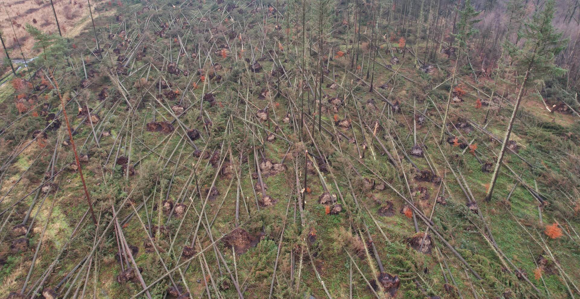 Schutz vor Waldschäden - Wald-MV